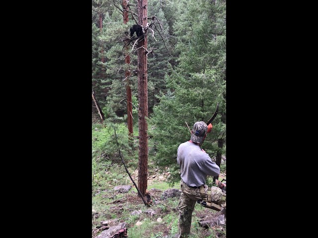 Videos | Bars Hunting Service of Arizona | Arizona Guided Hunts ...